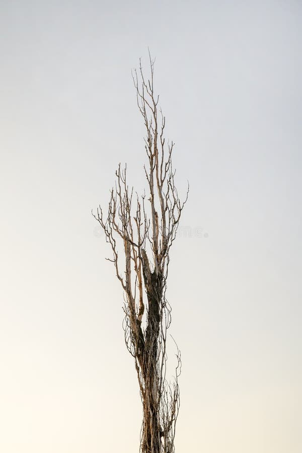 Dry Branches of an Old Dead Tree Stock Photo - Image of seasonal ...