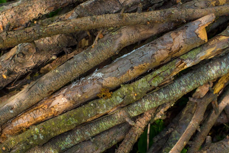 Dry branches stock photo. Image of decoration, brown - 92173666