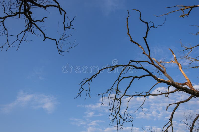 Dry Branches of an Old Withered Tree Against a Bright Summer Blue Sky ...