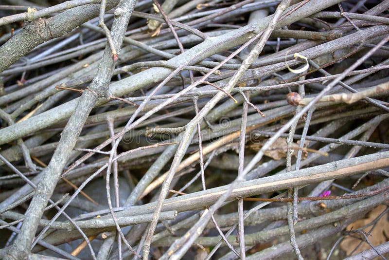 Dry branches and sticks stock image. Image of branch - 36939191