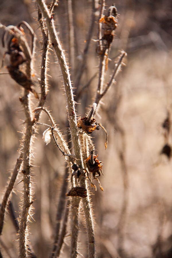 Dry branches in sun light stock photo. Image of nature - 114658952