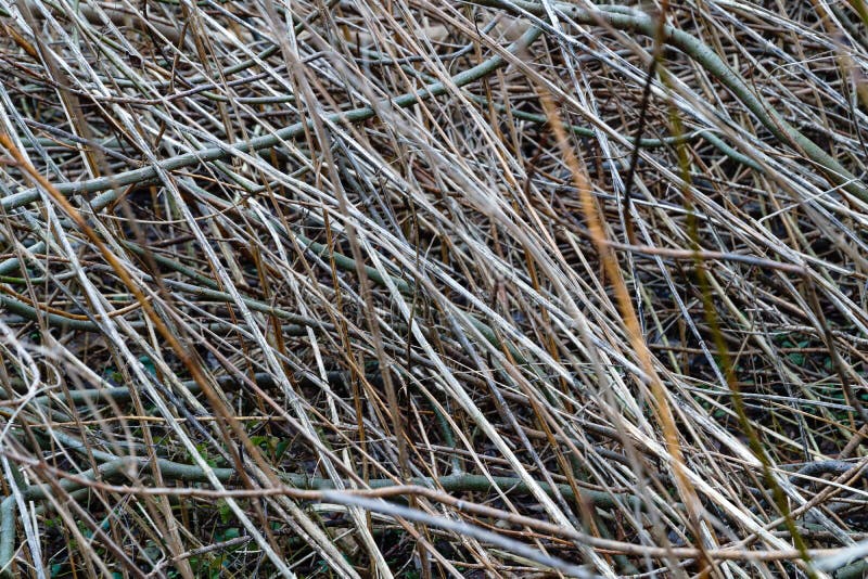 Dry branches stock image. Image of group, botany, rural - 71400895