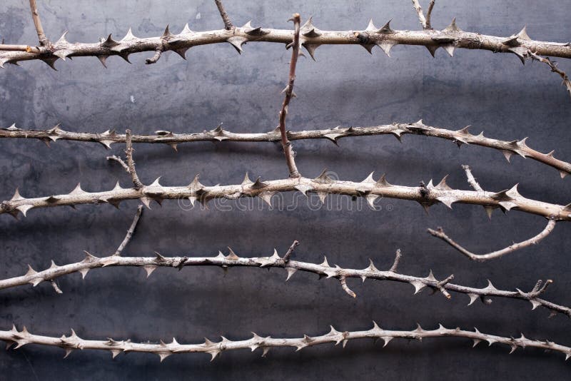 Dry Branches with Thorn on Metal Texture Stock Image - Image of ...