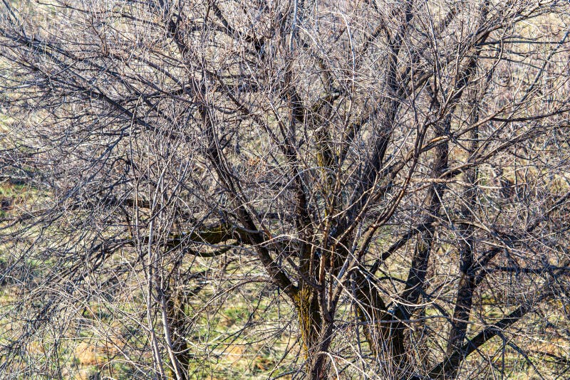 Dry Branches on a Tree As Abstract Background Stock Photo - Image of ...