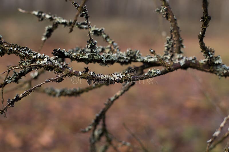 Dry Branches of a Tree with Lichen and Moss Stock Photo - Image of ...