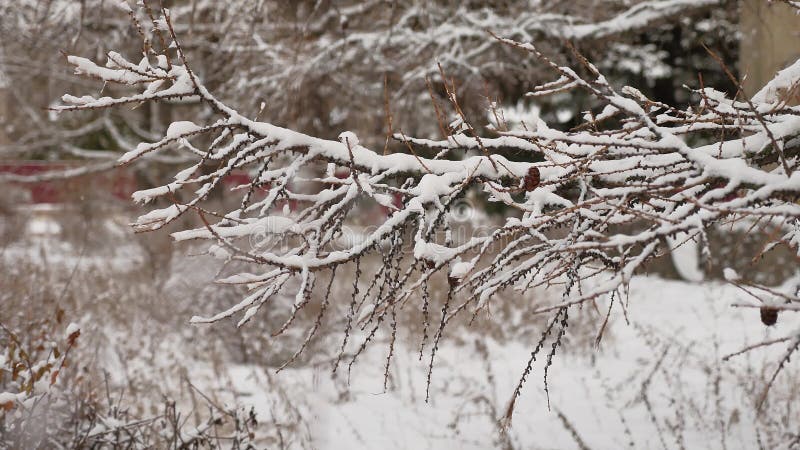 Dry Branches Tree with Pine Cones Winter Snow Nature Landscape Stock ...