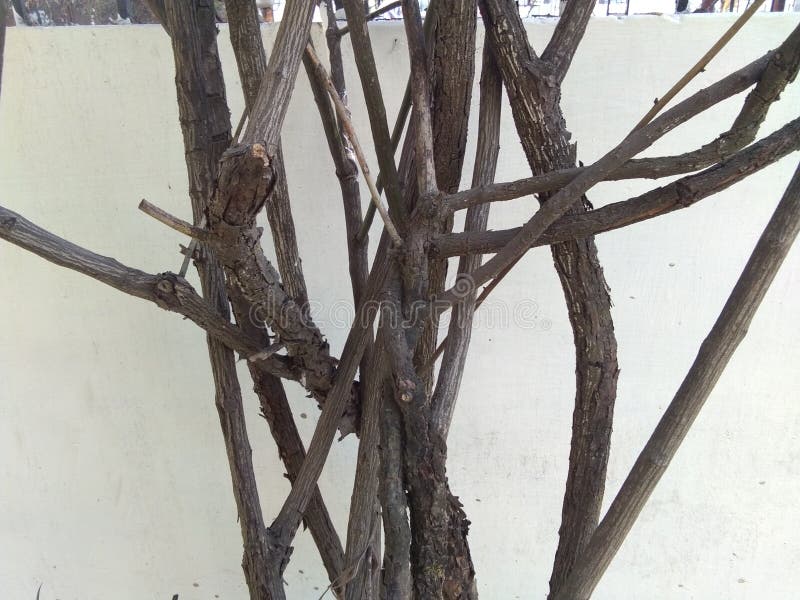 Dry Branches of a Tree stock photo. Image of gardening - 188351288
