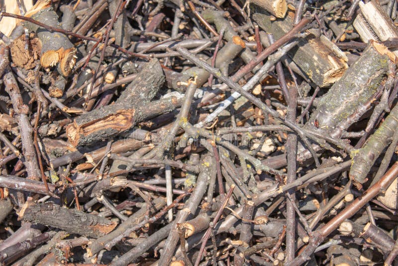 Dry Branches of Trees Crushed into Small Pieces Stock Photo - Image of ...