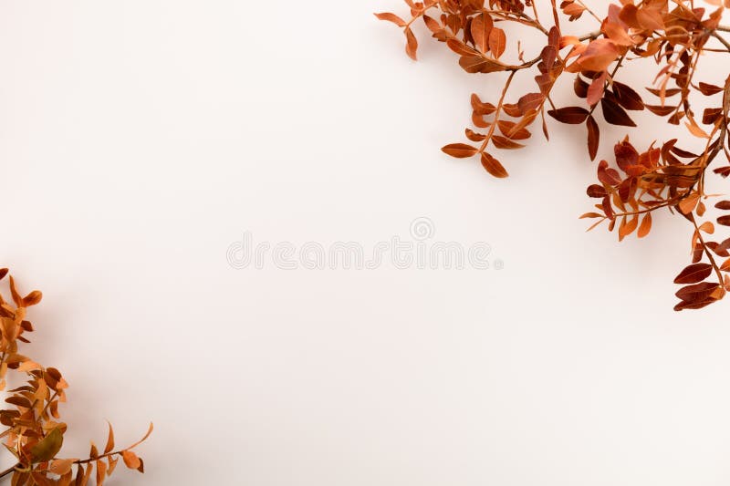 Dry Branches in the Upper Right Corner and Lower Left Corner Stock ...