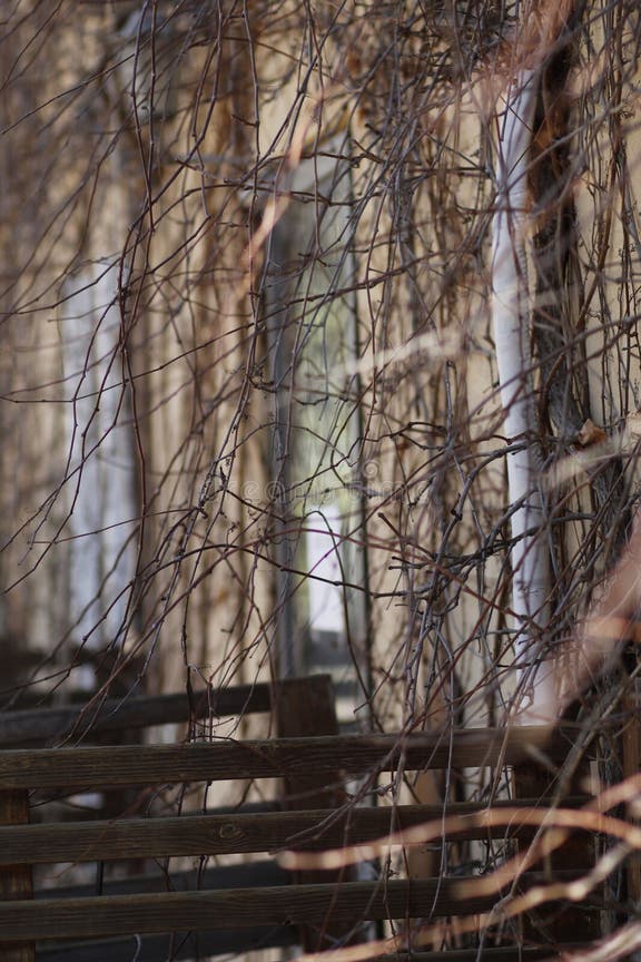 Dry Branches on the Wall of the House Stock Photo - Image of wall, twig ...
