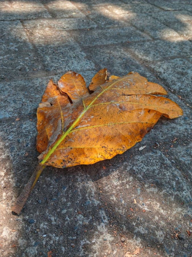 Dry Breadfruit Leaves Fall from the Tree Stock Image - Image of tree ...