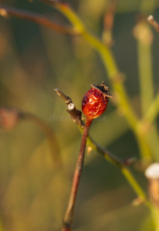 Dry Briar on the Branch on Green Natural Background Stock Photo - Image ...