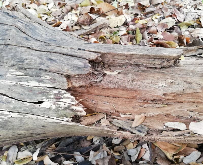 Dry and Broken Stem of Tree Stock Photo - Image of stem, decay: 106672326
