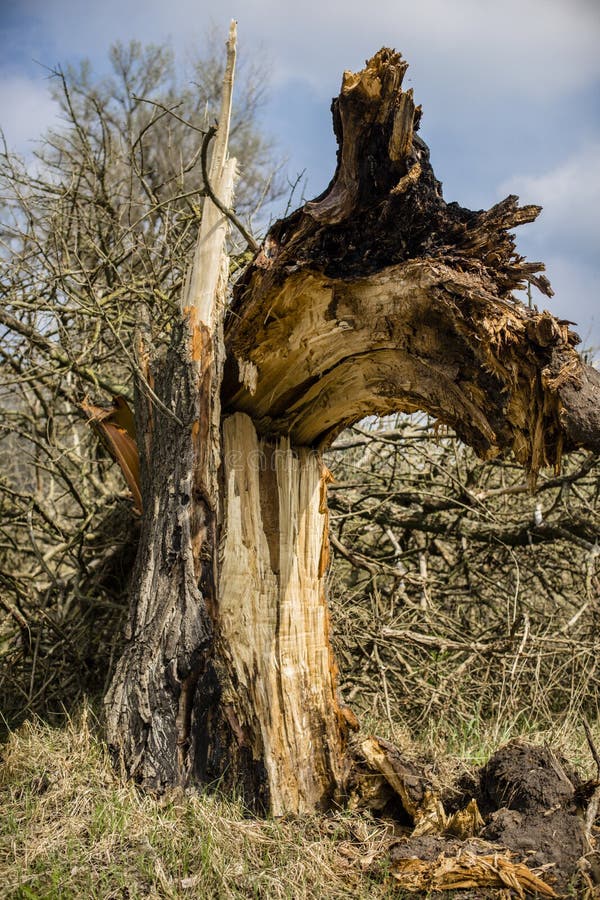 Dry Broken Tree Against a Blue Sky Stock Image - Image of branches ...