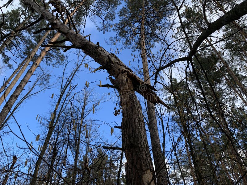 Dry Broken Tree Against The Sky. A Tall Pine Tree Broke In The Forest ...