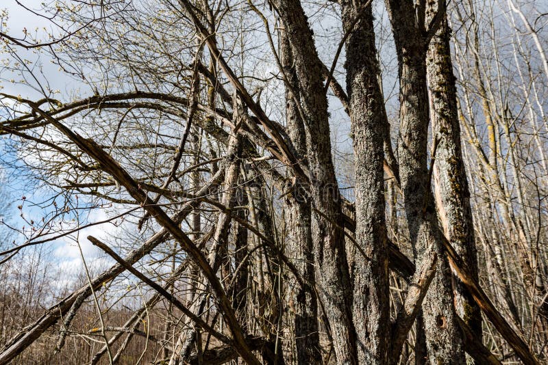 Dry Broken Tree Branches on the Ground Stock Photo - Image of forest ...