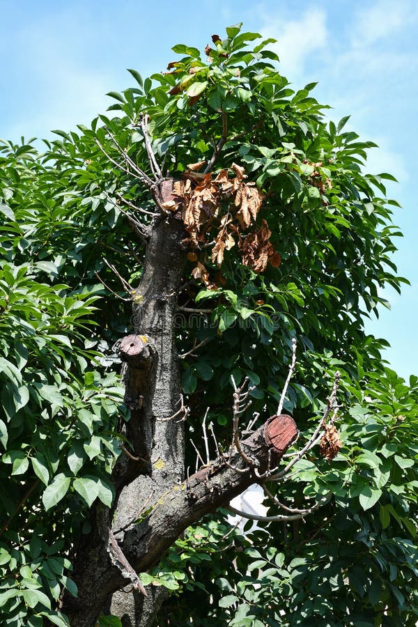 Dry Broken Tree Branches in Summer Stock Photo - Image of deforestation ...