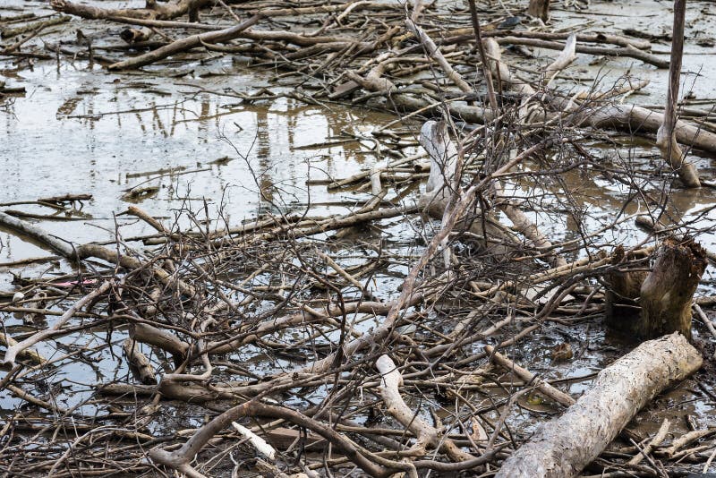 Dry Broken Tree Branches on the Swamp. Stock Photo - Image of tree ...