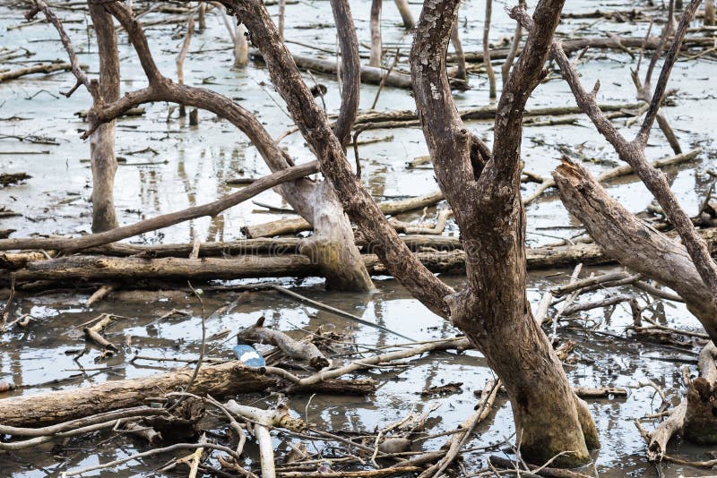 Dry Broken Tree Branches on the Swamp. Stock Image - Image of natural ...