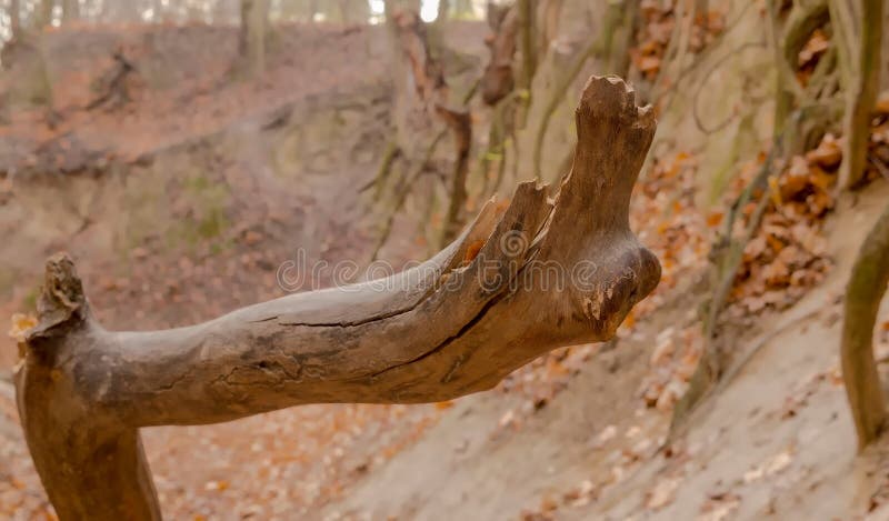 A Dry Broken Tree Limb on an Autumn Day in a Ravine . Stock Photo ...