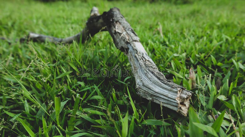 Dry and Broken Twig Lying on the Grass Stock Image - Image of reptile ...