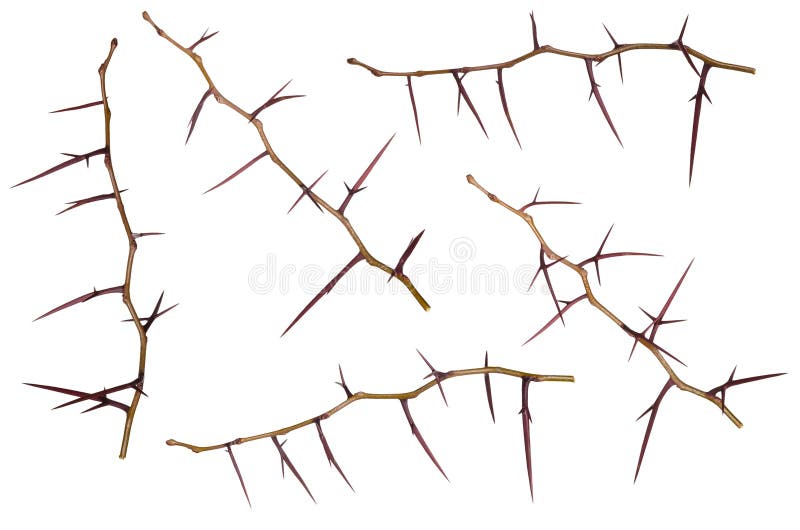 Dry Brown Acacia Branches with Thorns Set Isolated on White Background ...