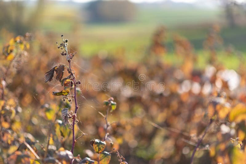 Dry, Brown Branches of Raspberries Covered with Spiderweb, Kiting and ...