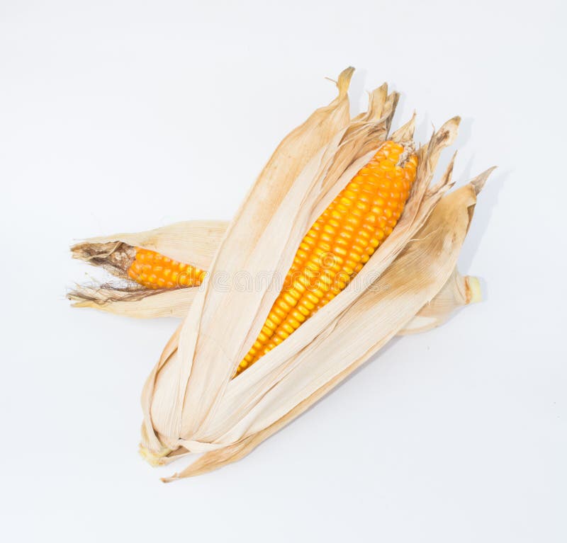 Dry brown corn stock photo. Image of grow, health, corn - 53937242