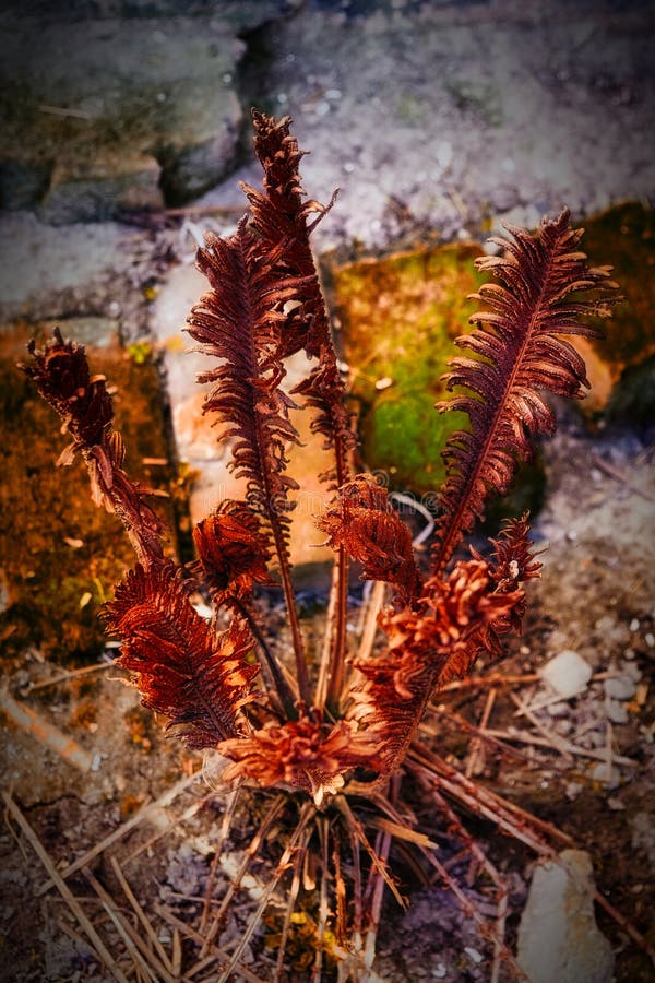 Dry Brown Fern Branches. Dried Fern Bush Stock Image - Image of ...