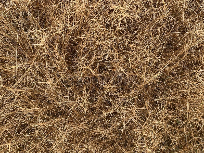 Dry Brown Grass in the Field Stock Photo - Image of nature, wheat ...