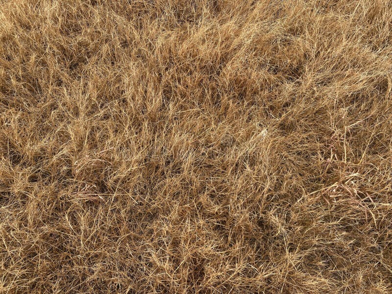 Dry Brown Grass in a Dry Field. Background Stock Image - Image of wheat ...