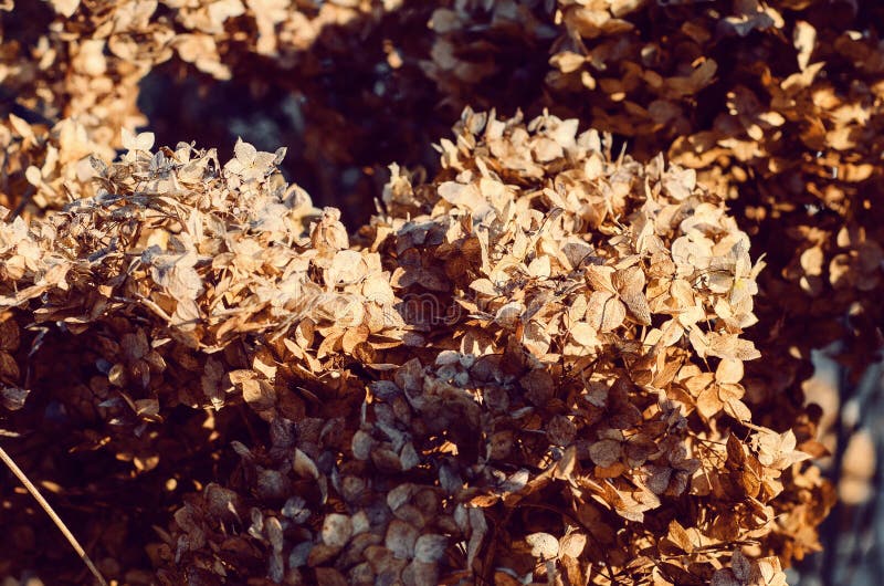 Dry Brown Hydrangea Inflorescences. Floral Background Stock Image ...
