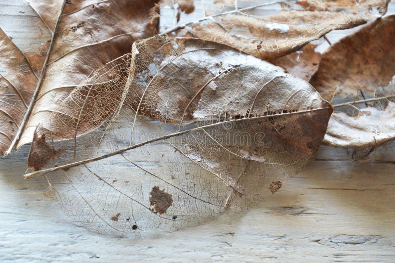 Dry Brown Leaf Decompose Structure on Wooden Board Stock Image - Image ...