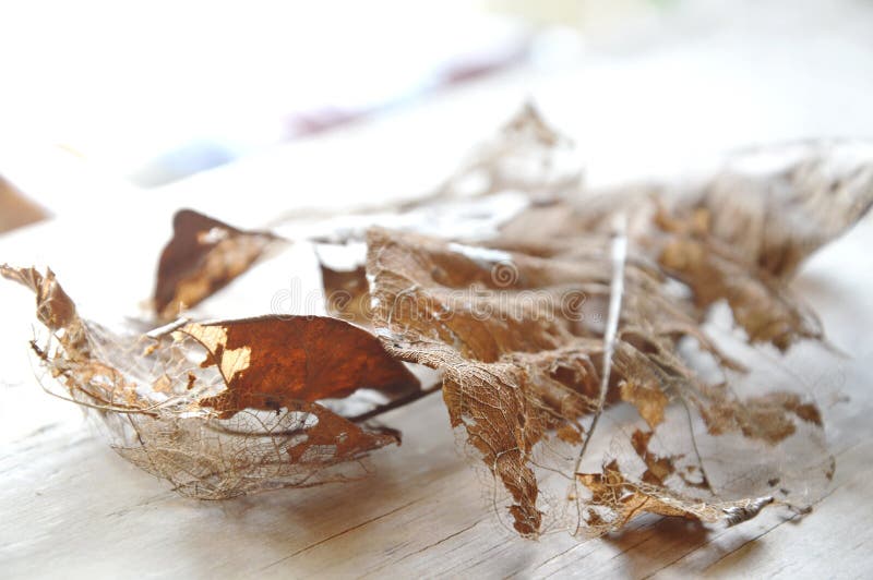 Dry Brown Leaf Decompose Structure on Wooden Board Stock Image - Image ...