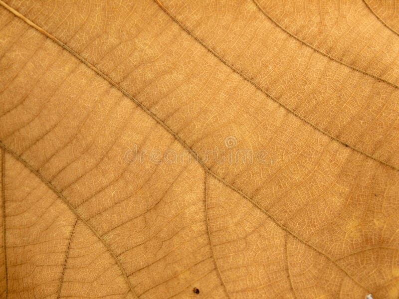 Dry brown leaf texture stock image. Image of skeleton - 188978303