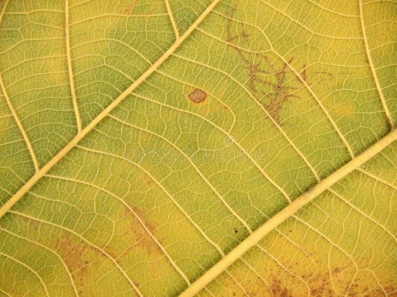 Dry brown leaf texture stock photo. Image of leaf, color - 188978860
