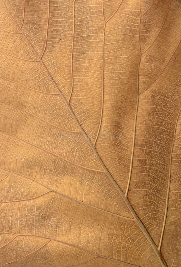 Dry brown leaf texture stock image. Image of smooth, creativity - 72572905