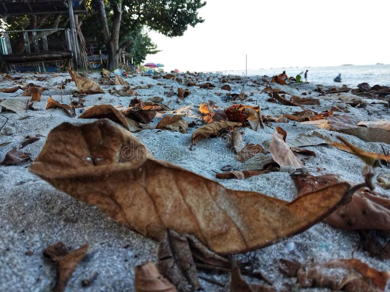 Dry Brown Leaves on the Beach Stock Photo - Image of sand, beach: 378381084