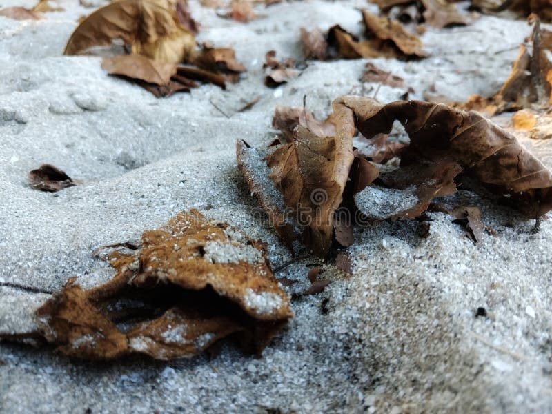 Dry Brown Leaves on the Beach Stock Image - Image of leaves, brown ...