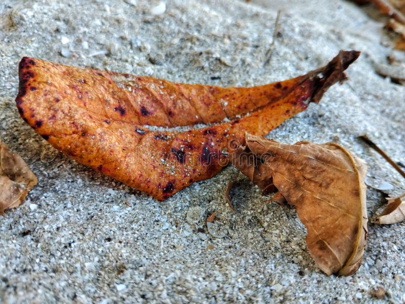 Dry Brown Leaves on the Beach Stock Photo - Image of leaves, brown ...