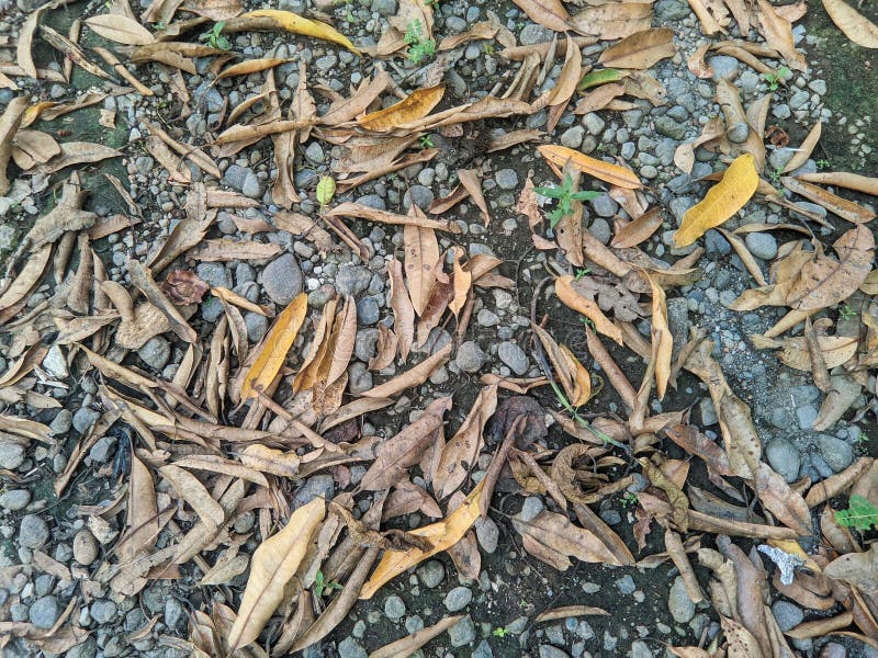 Dry Brown Leaves Fall on the Ground Which Has Lots of Gravel Stock ...