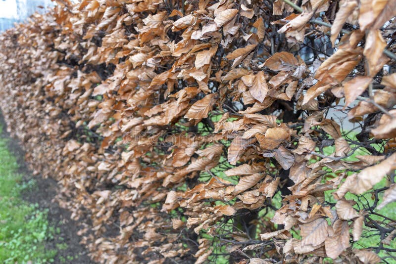 Brown Leaves Hedge Along the Road Stock Image - Image of medium, nature ...