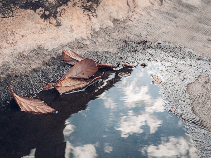 Dry Brown Leaves Lie in a Puddle Reflecting the Cloudy Sky Stock Image ...