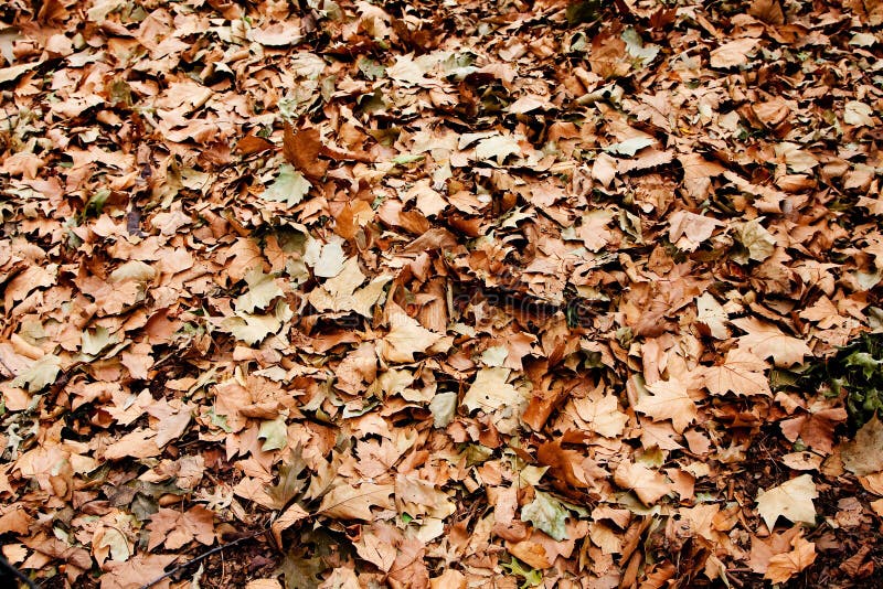 Dry Brown Leaves Pile on Ground Stock Photo - Image of autumn, trash ...