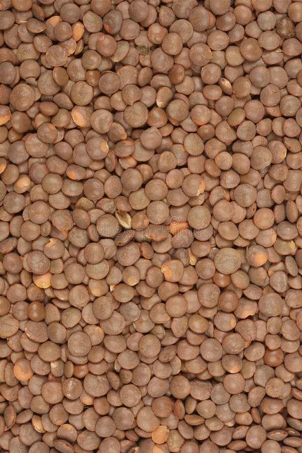 Dry brown lentils stock photo. Image of macro, lentils - 367009936