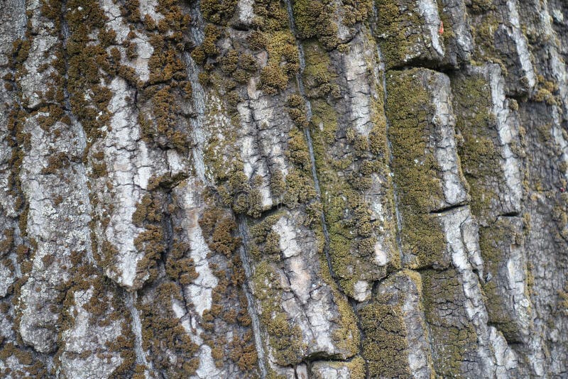 Dry Moss on the Bark of Tree Stock Photo - Image of lichen, detail ...