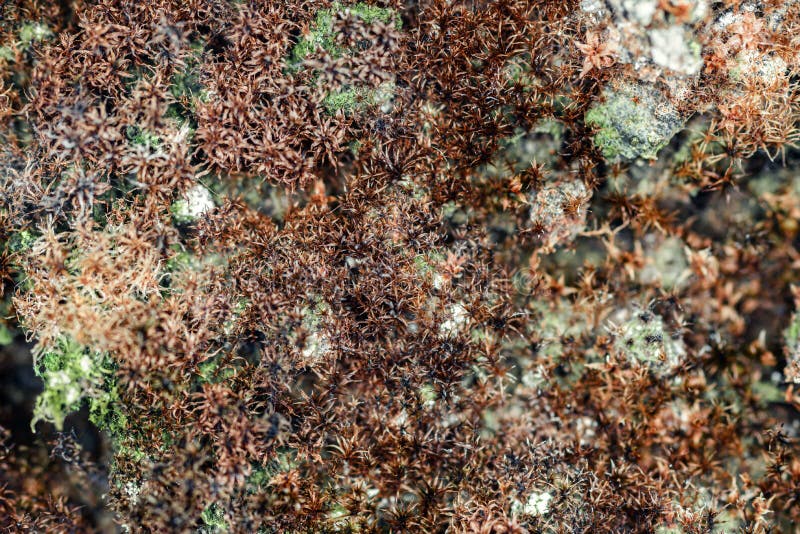Dry brown moss macro stock photo. Image of dearth, geology - 208768786