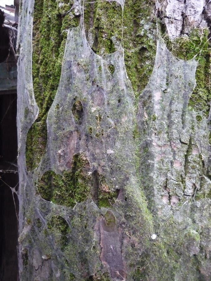 Dry brown old decrepit stock image. Image of forest - 131419807