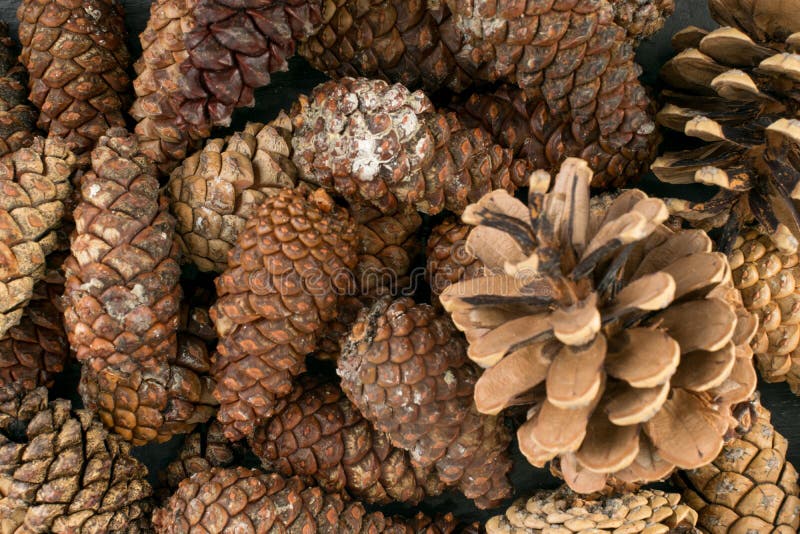 Pinecones Background Or Pine Cones Texture On Wood Stock Image - Image ...