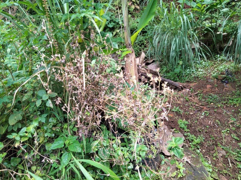Dry and Brown Plants beside the Winding Roads Stock Photo - Image of ...